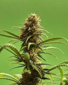 Shop Cannabis Seeds | Growers Choice Seeds