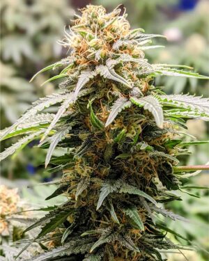 Feminized Cannabis Seeds | Growers Choice Seeds